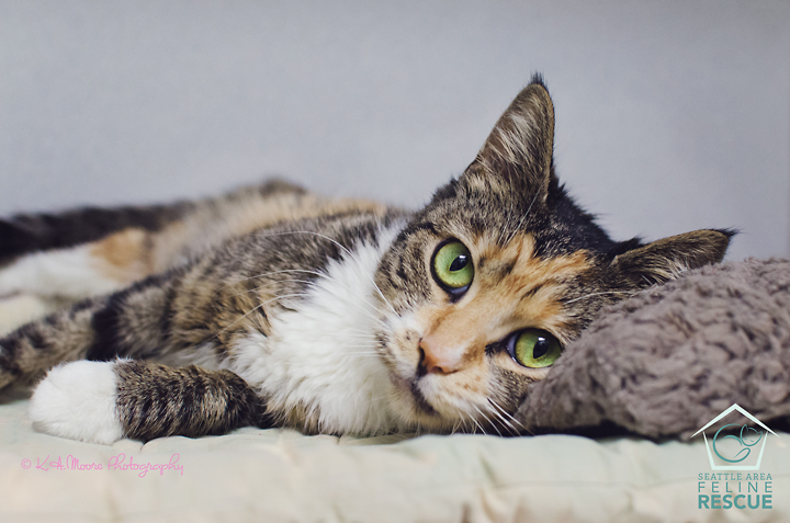 Seattle Area Feline Rescue Awarded Life-Changing Adopt-a-Pet Grant ...