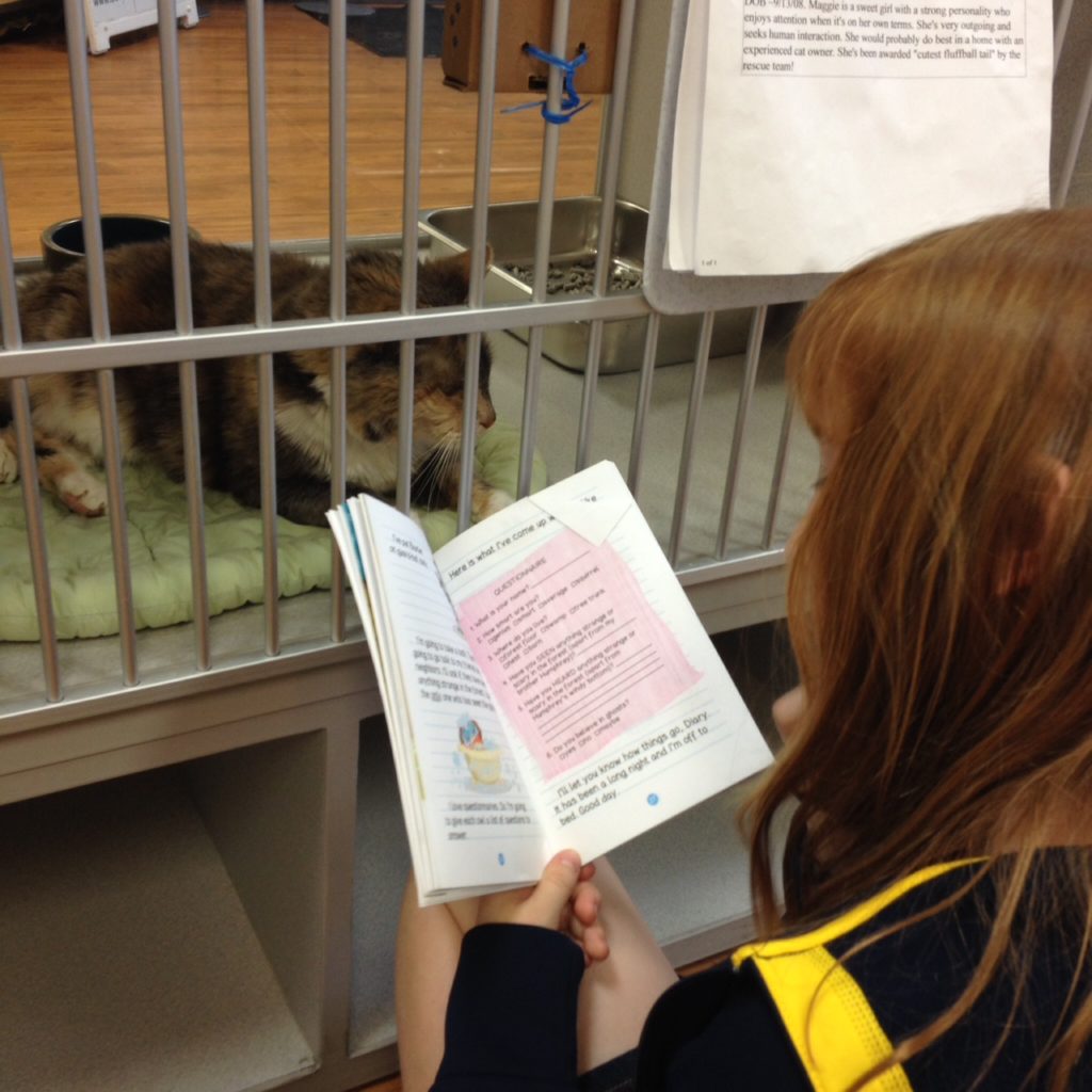 Kids Read to Kittens • Seattle Area Feline Rescue
