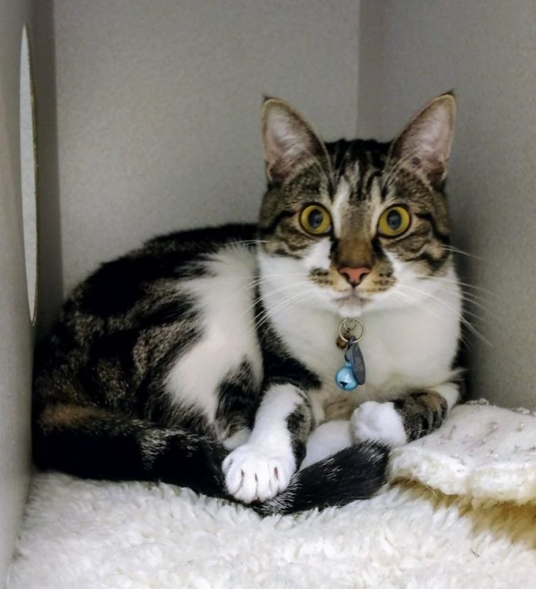 Finn's Story • Seattle Area Feline Rescue