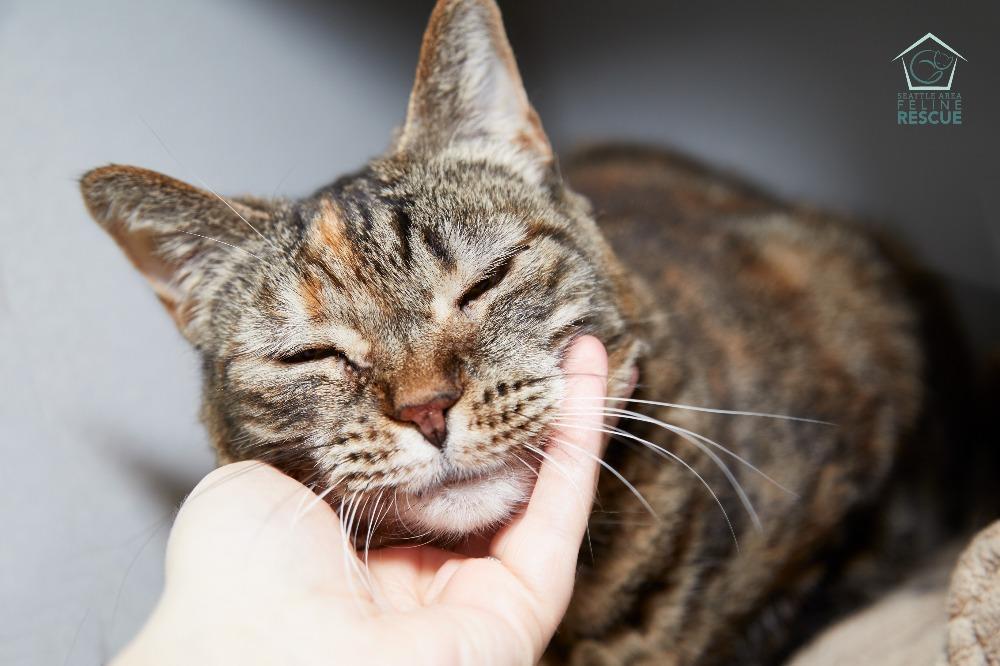 The Story of Precious and Princess • Seattle Area Feline Rescue