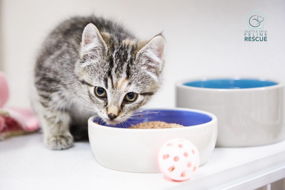 What should I feed my cat? (More answers to food FAQ) • Seattle Area ...