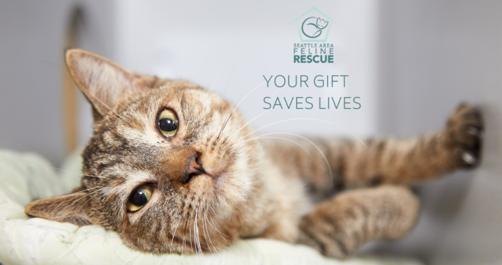 Donate Now • Seattle Area Feline Rescue