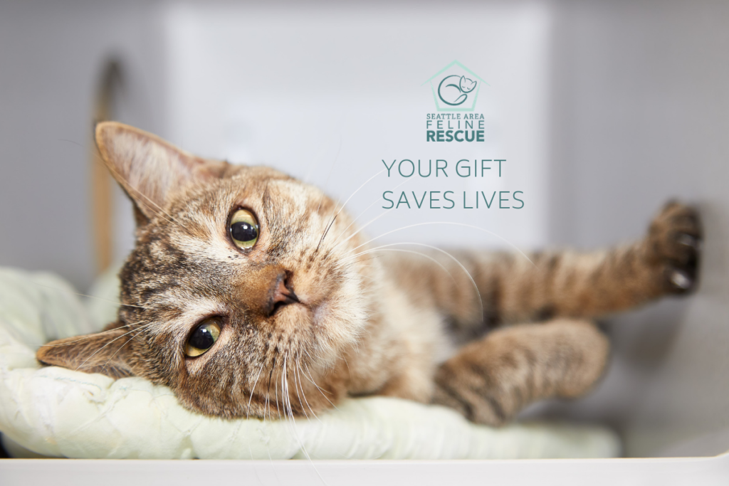 Donate Now • Seattle Area Feline Rescue