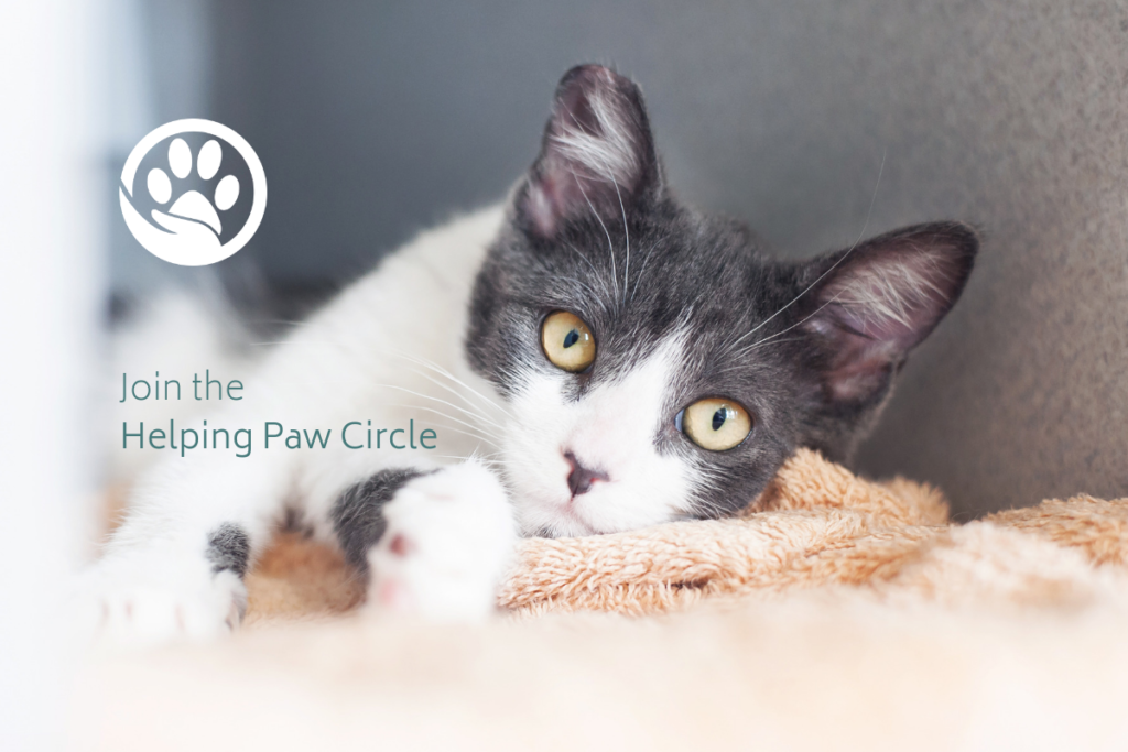 Helping Paw Circle • Seattle Area Feline Rescue