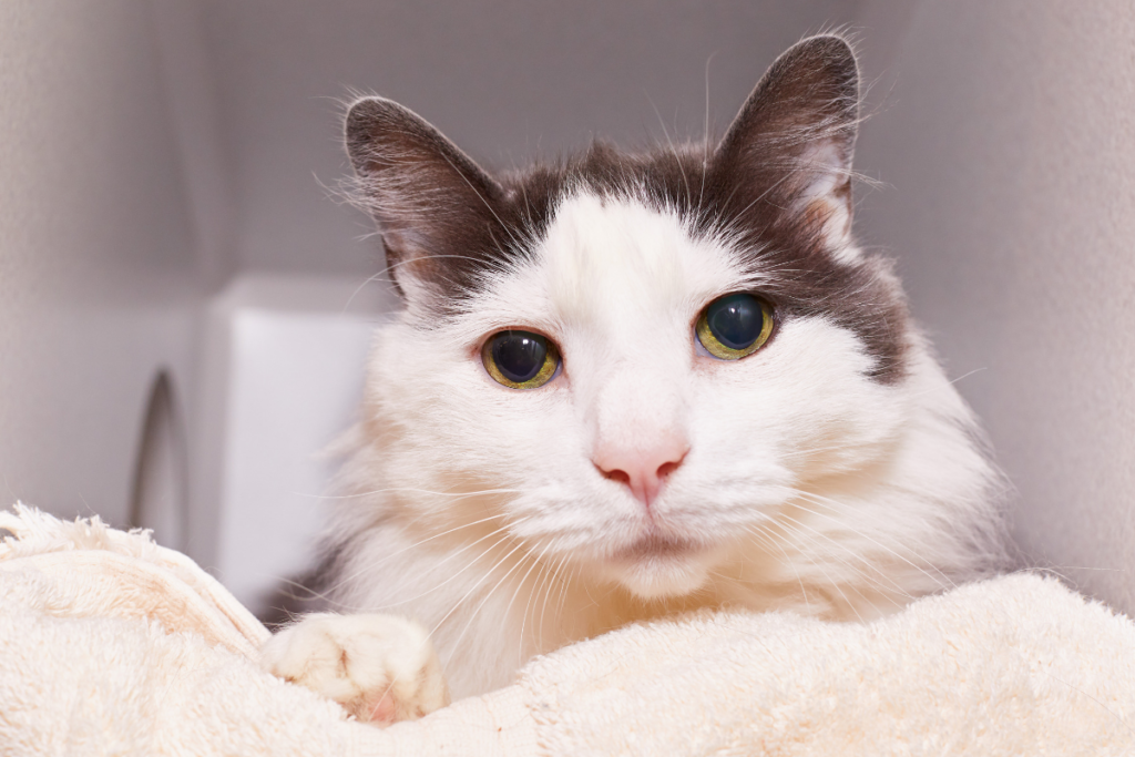 Behavior Help • Seattle Area Feline Rescue