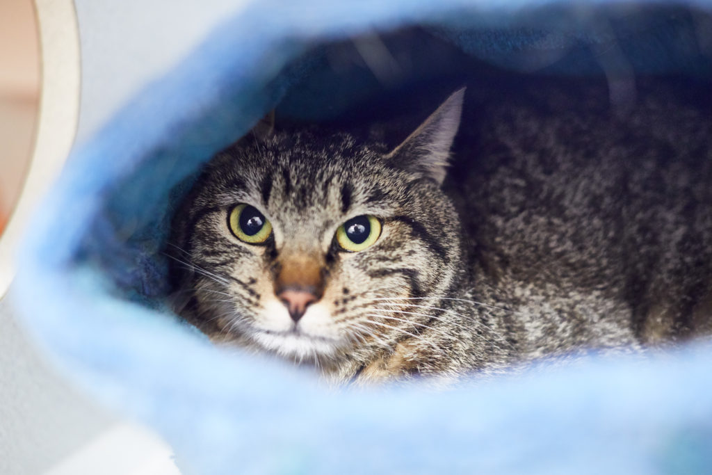 Myrtle's Story • Seattle Area Feline Rescue