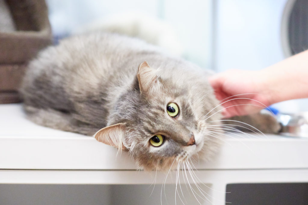 SAFe Rescue's Mission, Purpose, and Core Values • Seattle Area Feline ...