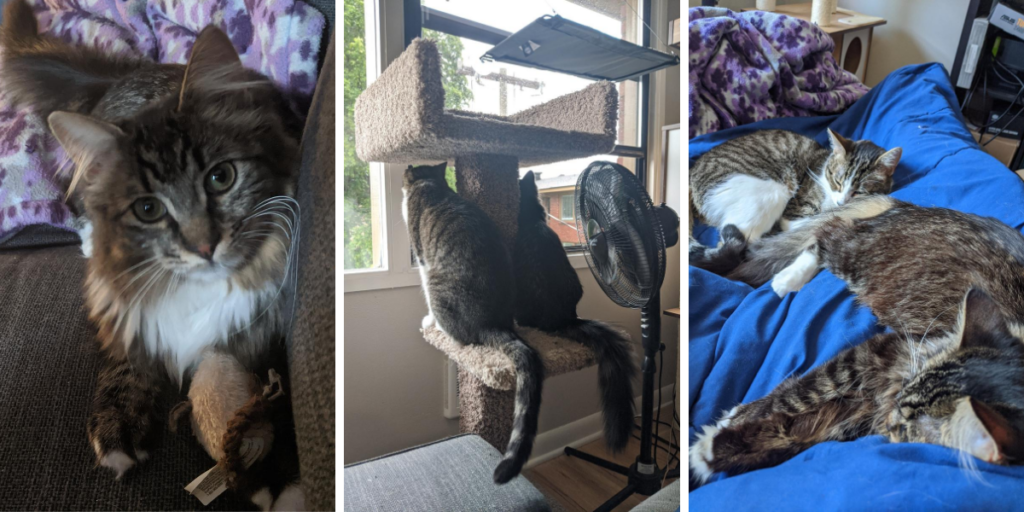 Taylor's Story • Seattle Area Feline Rescue