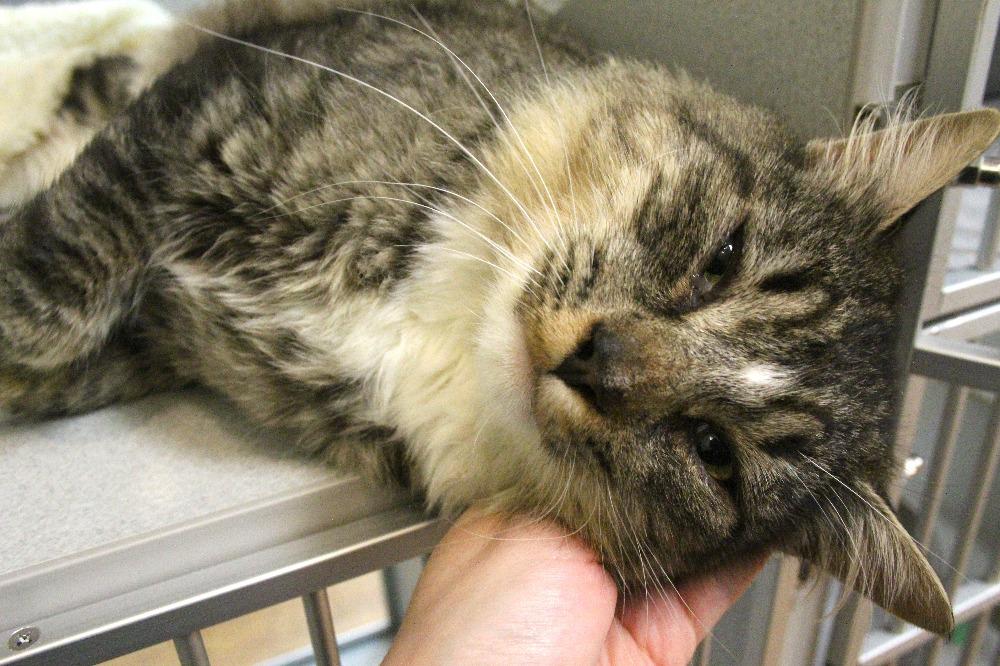 Roy's Story • Seattle Area Feline Rescue