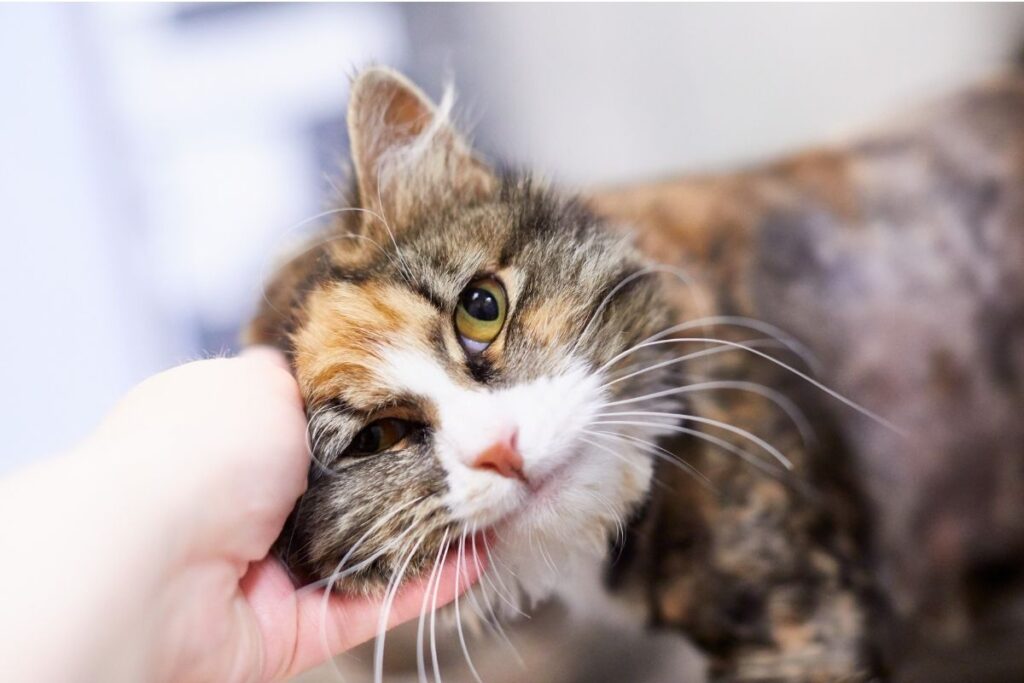 Join Our Team • Seattle Area Feline Rescue