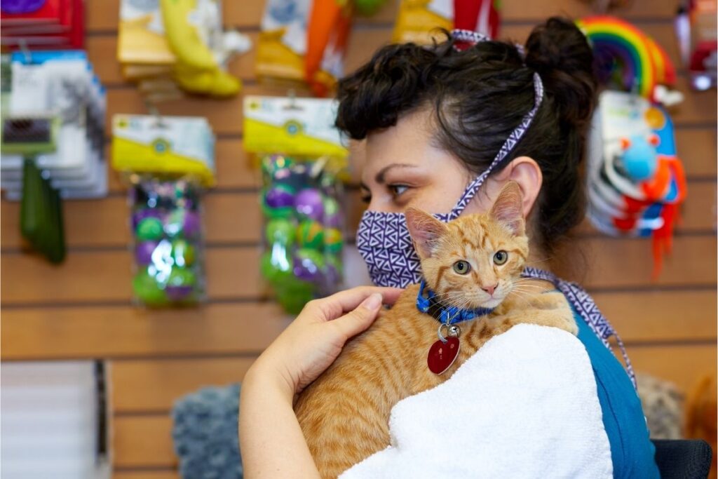 Reopening for In-Person Adoptions • Seattle Area Feline Rescue