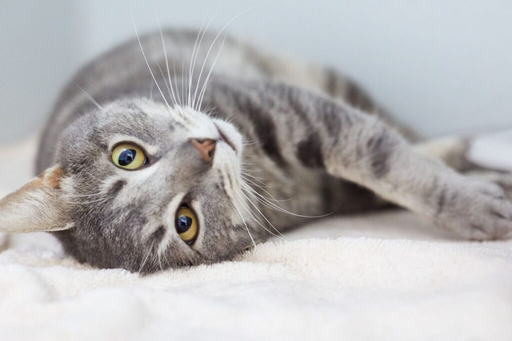 Adopt • Seattle Area Feline Rescue