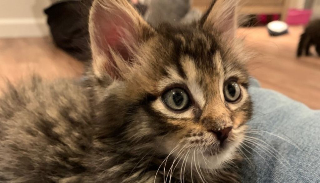 Fosters of the Month: The Fabers • Seattle Area Feline Rescue