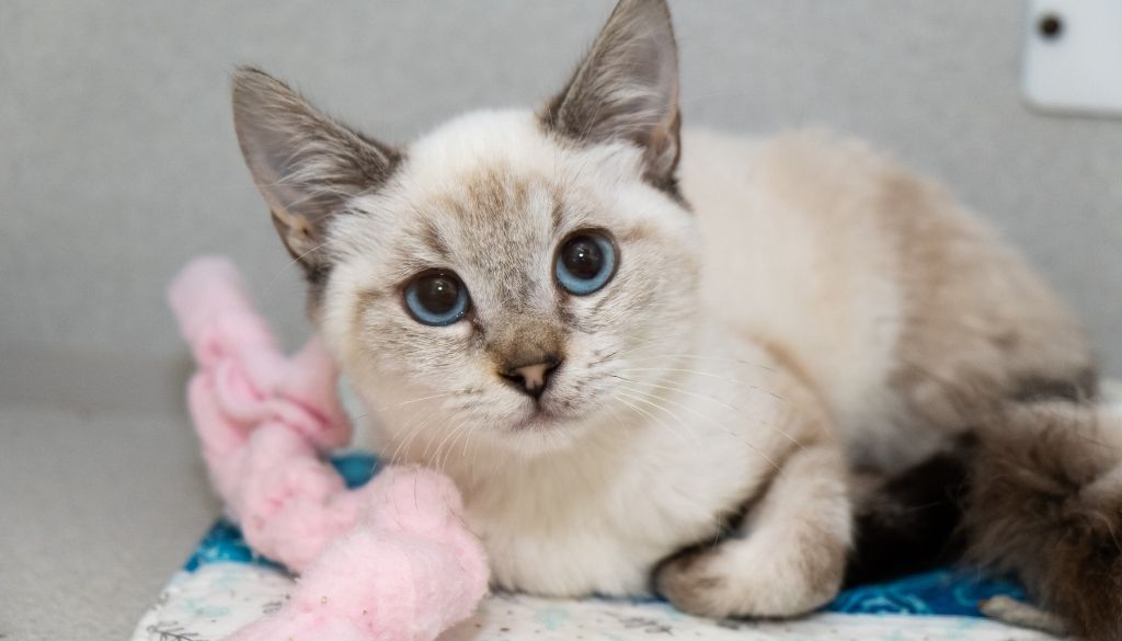 Giving • Seattle Area Feline Rescue