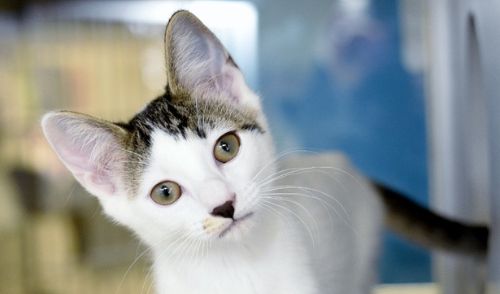 Capital Campaign FAQs • Seattle Area Feline Rescue