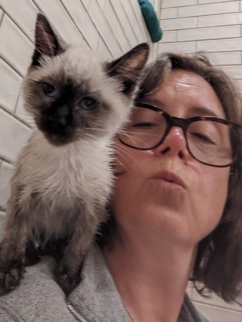 Foster of the Month: Sarah • Seattle Area Feline Rescue