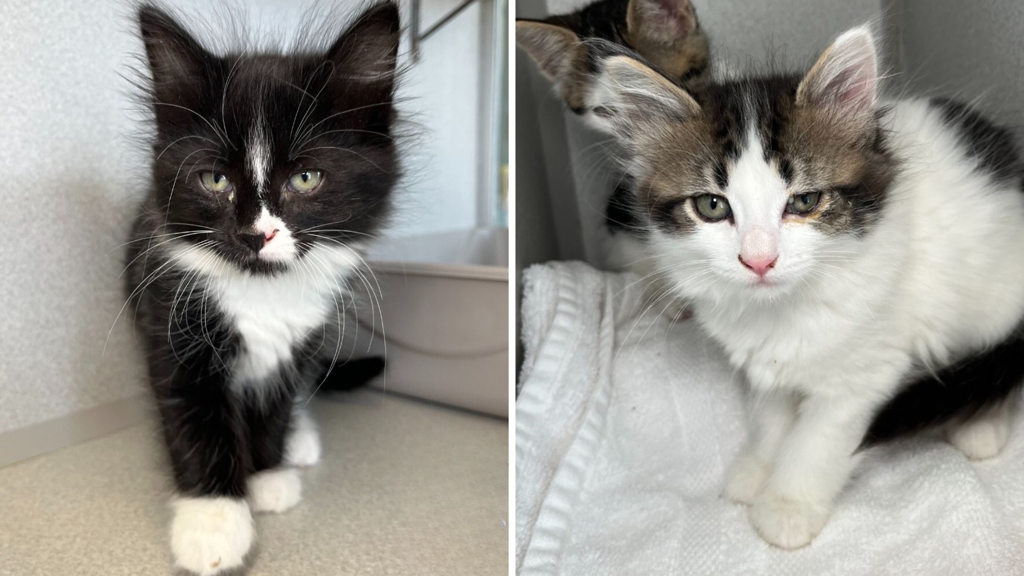 Foster of the Month: Sarah • Seattle Area Feline Rescue