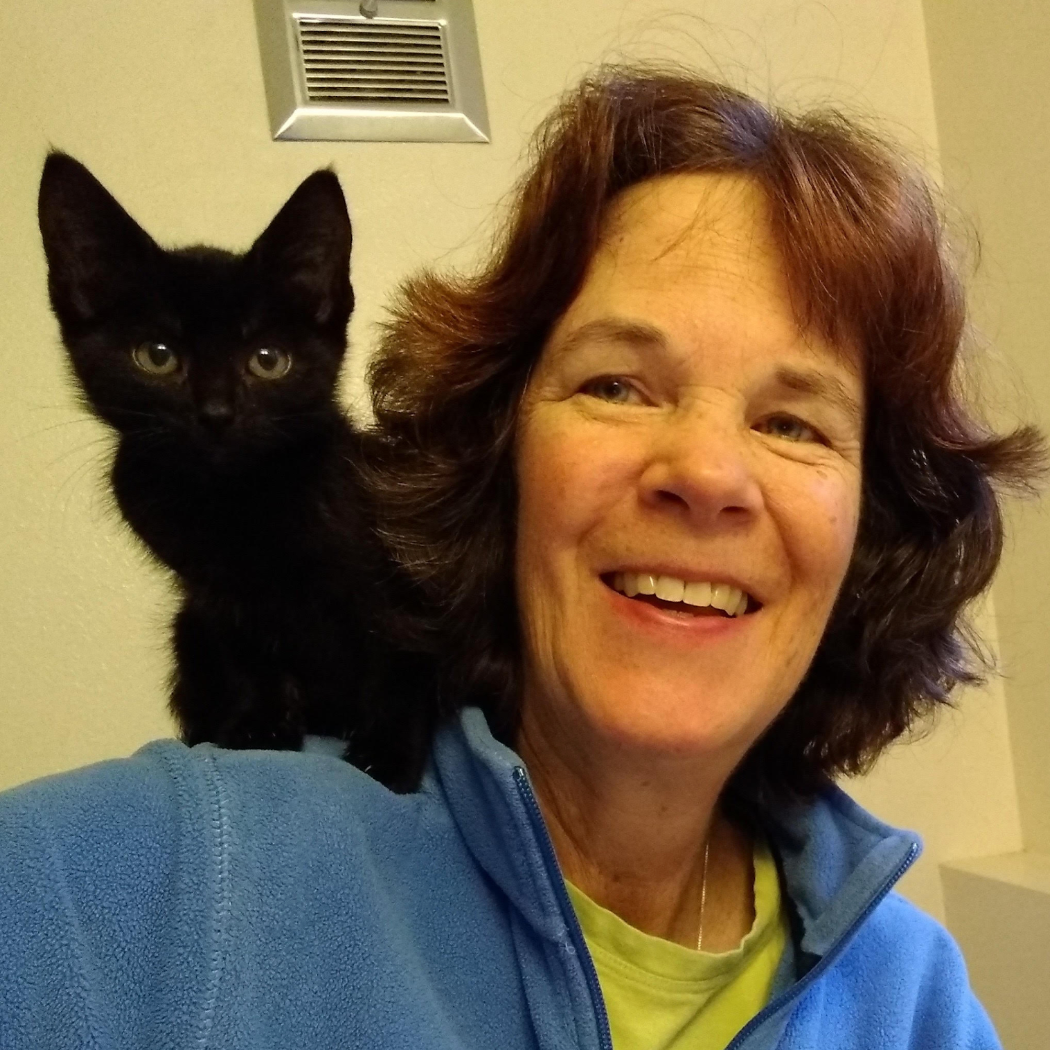 Foster of the Month: Sarah • Seattle Area Feline Rescue