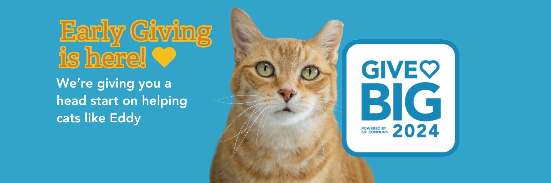 Seattle Area Feline Rescue