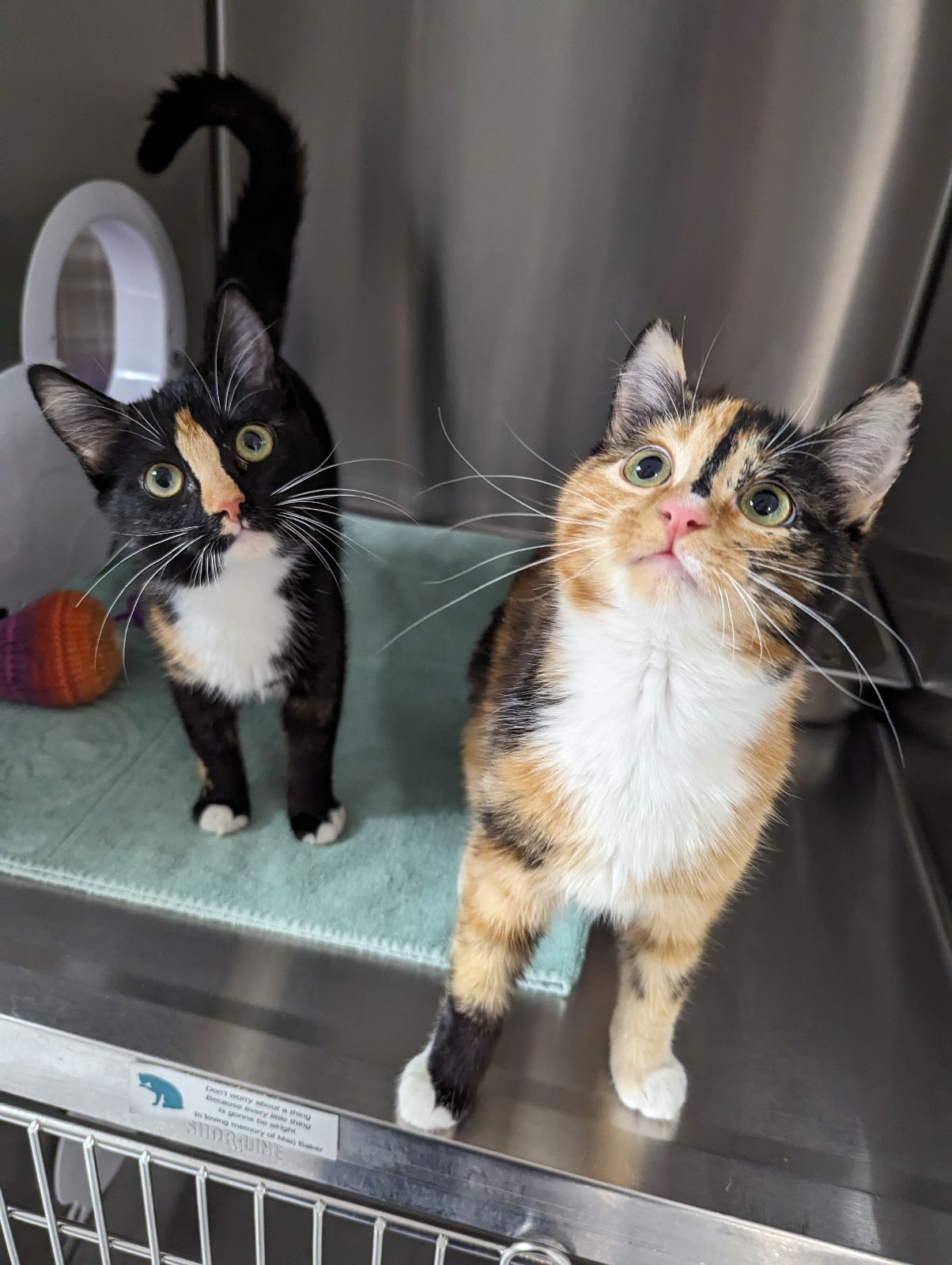 Sponsor an Enclosure • Seattle Area Feline Rescue