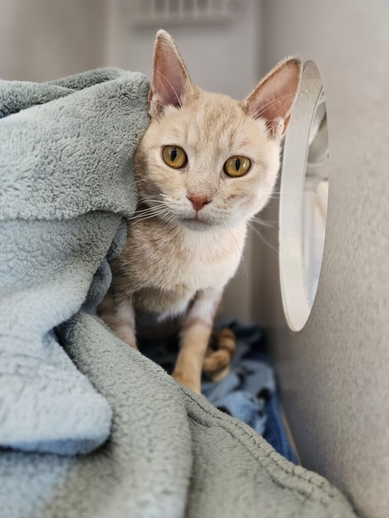 Sponsor an Enclosure • Seattle Area Feline Rescue