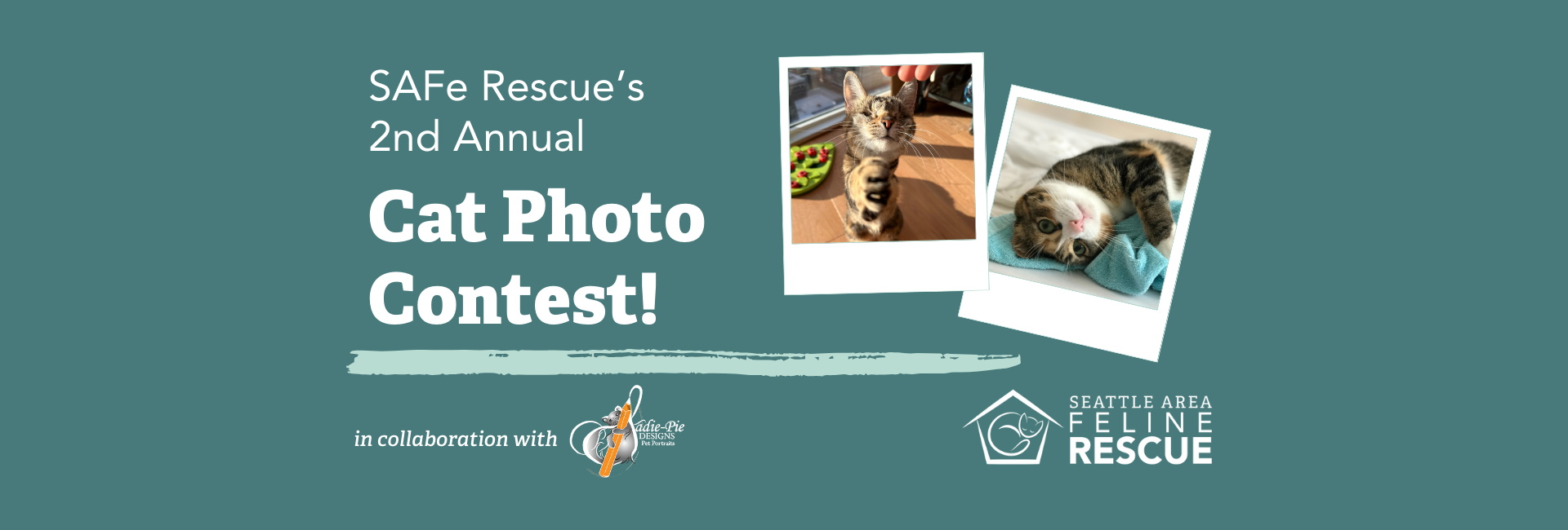 Seattle Area Feline Rescue