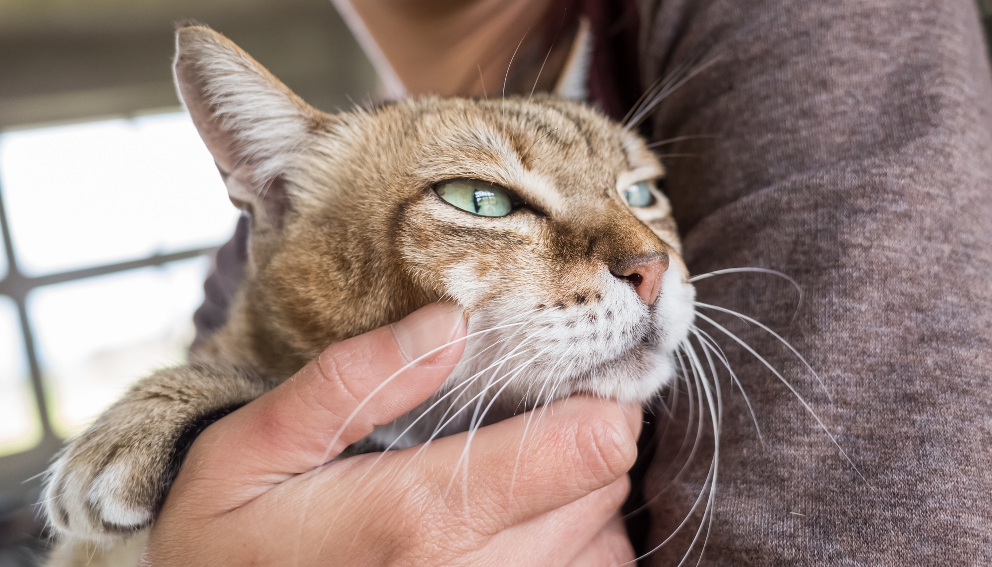 Edu-Blog: Springtime Hazards for Cats • Seattle Area Feline Rescue