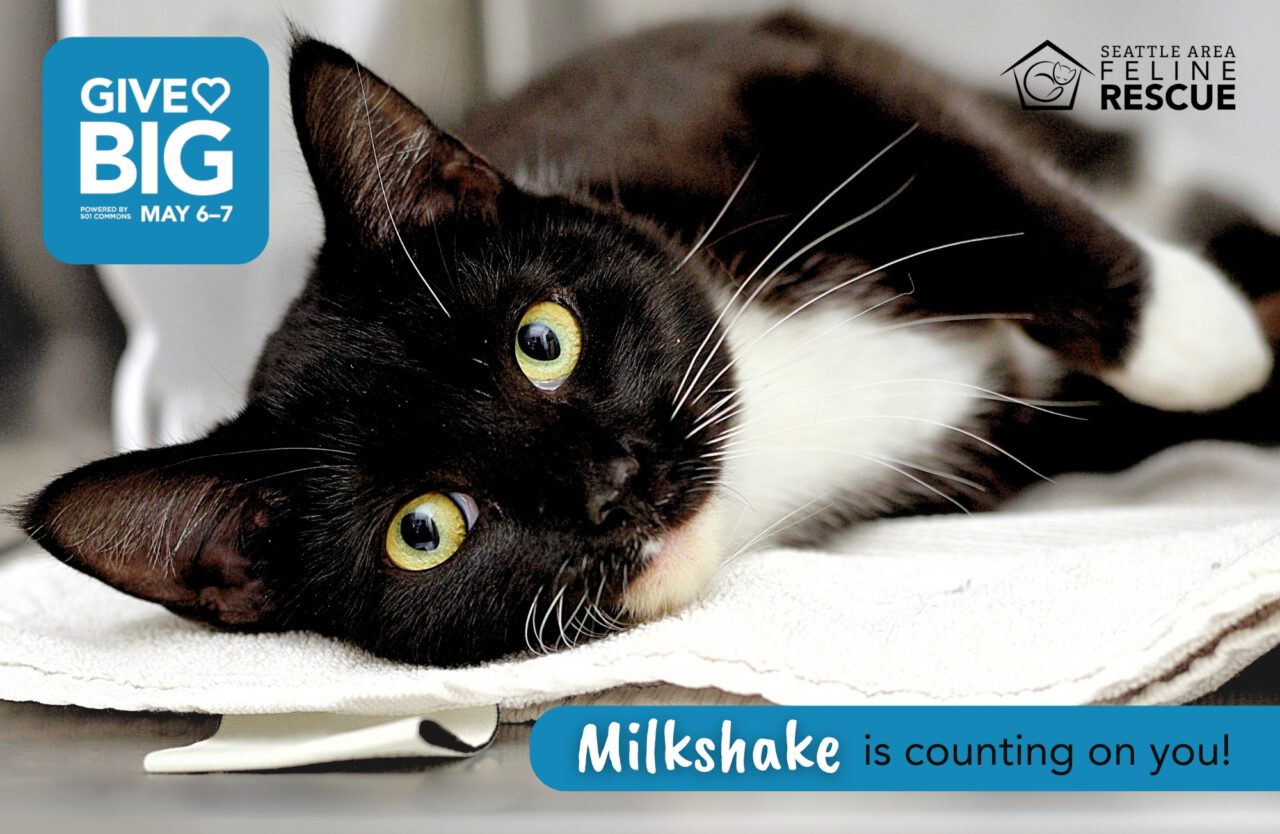 GiveBIG 2025 • Seattle Area Feline Rescue