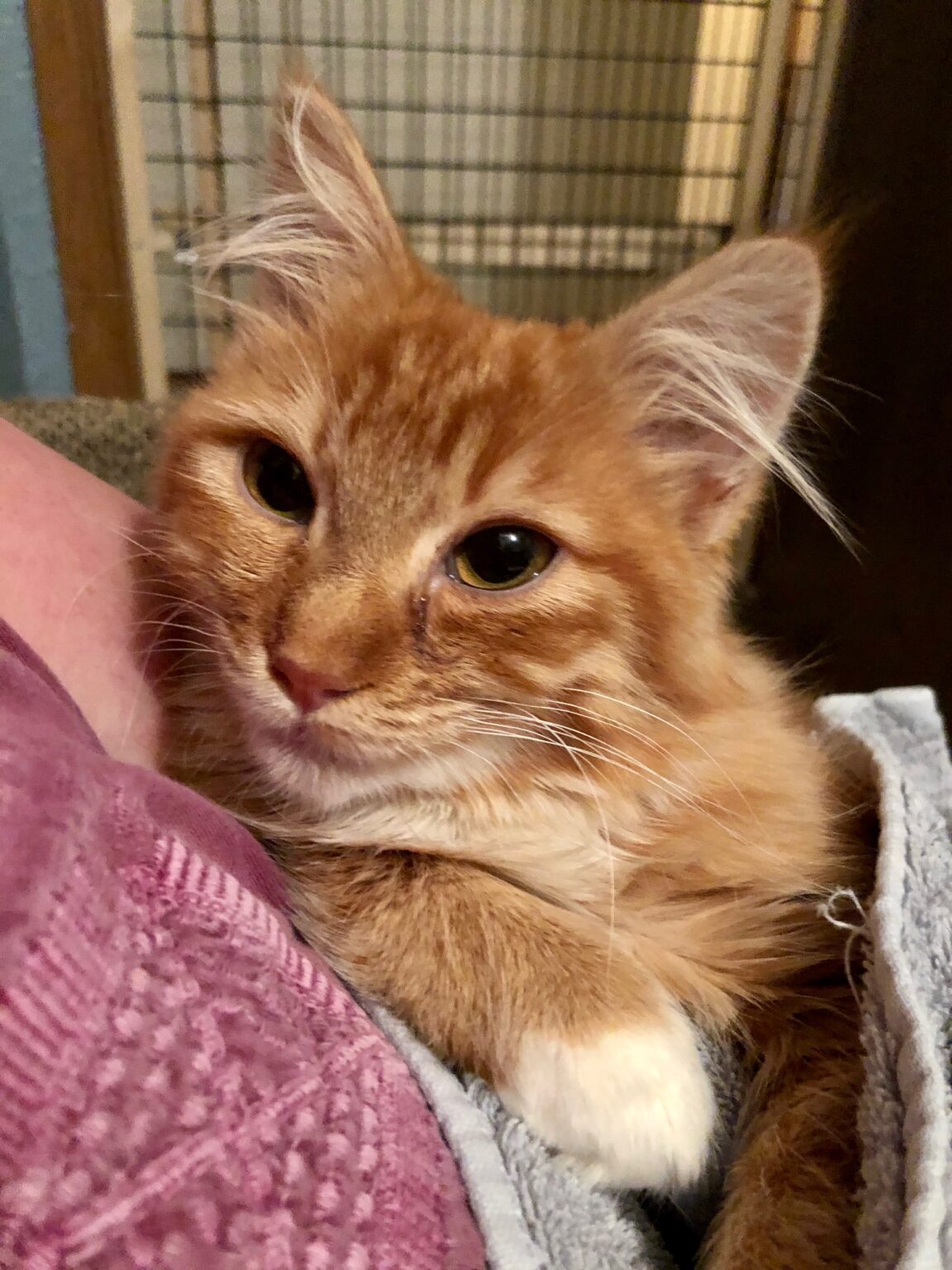 Warm Fuzzy Tale: Stella • Seattle Area Feline Rescue