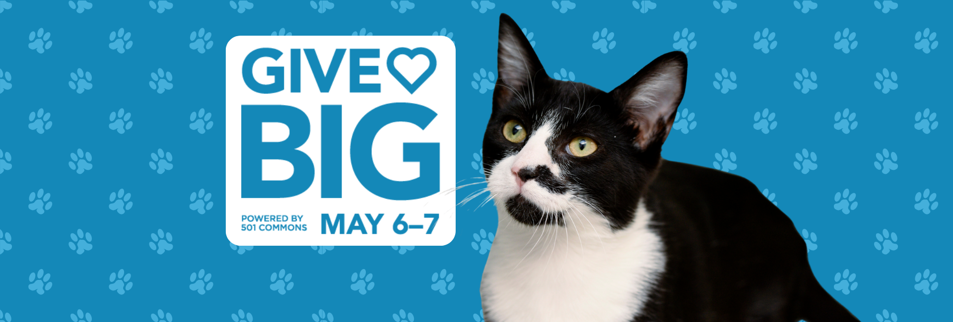 Seattle Area Feline Rescue