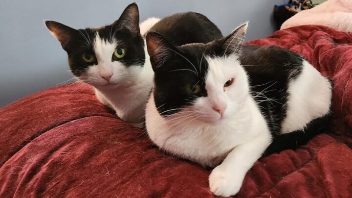 Volunteer of the Month: André • Seattle Area Feline Rescue