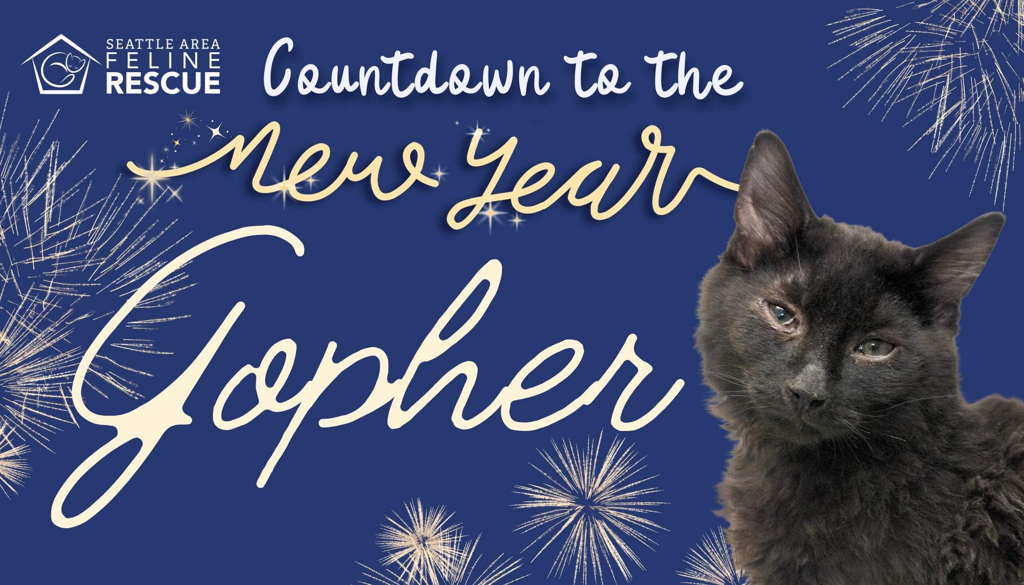Countdown to the Mew Year #3: Gopher • Seattle Area Feline Rescue